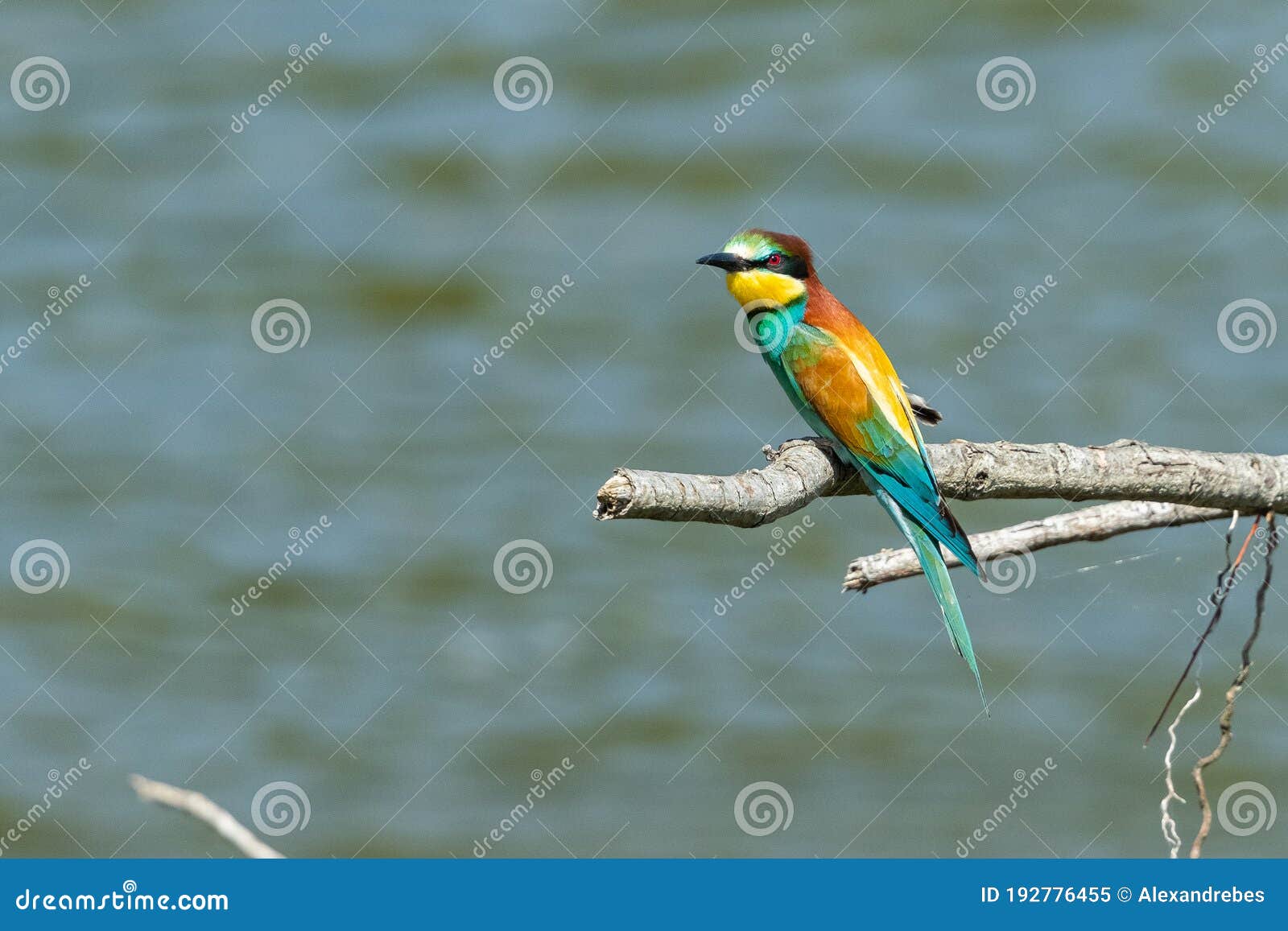 Bee-eater Flying In A Dynamic Pose Royalty-Free Stock Photography ...