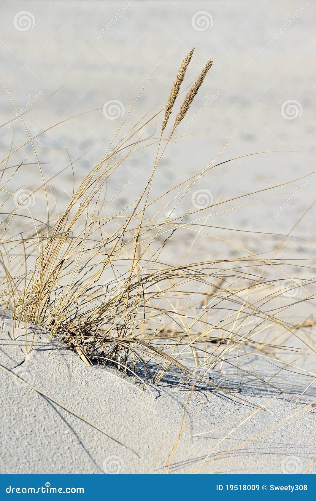 European beach grass stock image. Image of beach, dune - 19518009