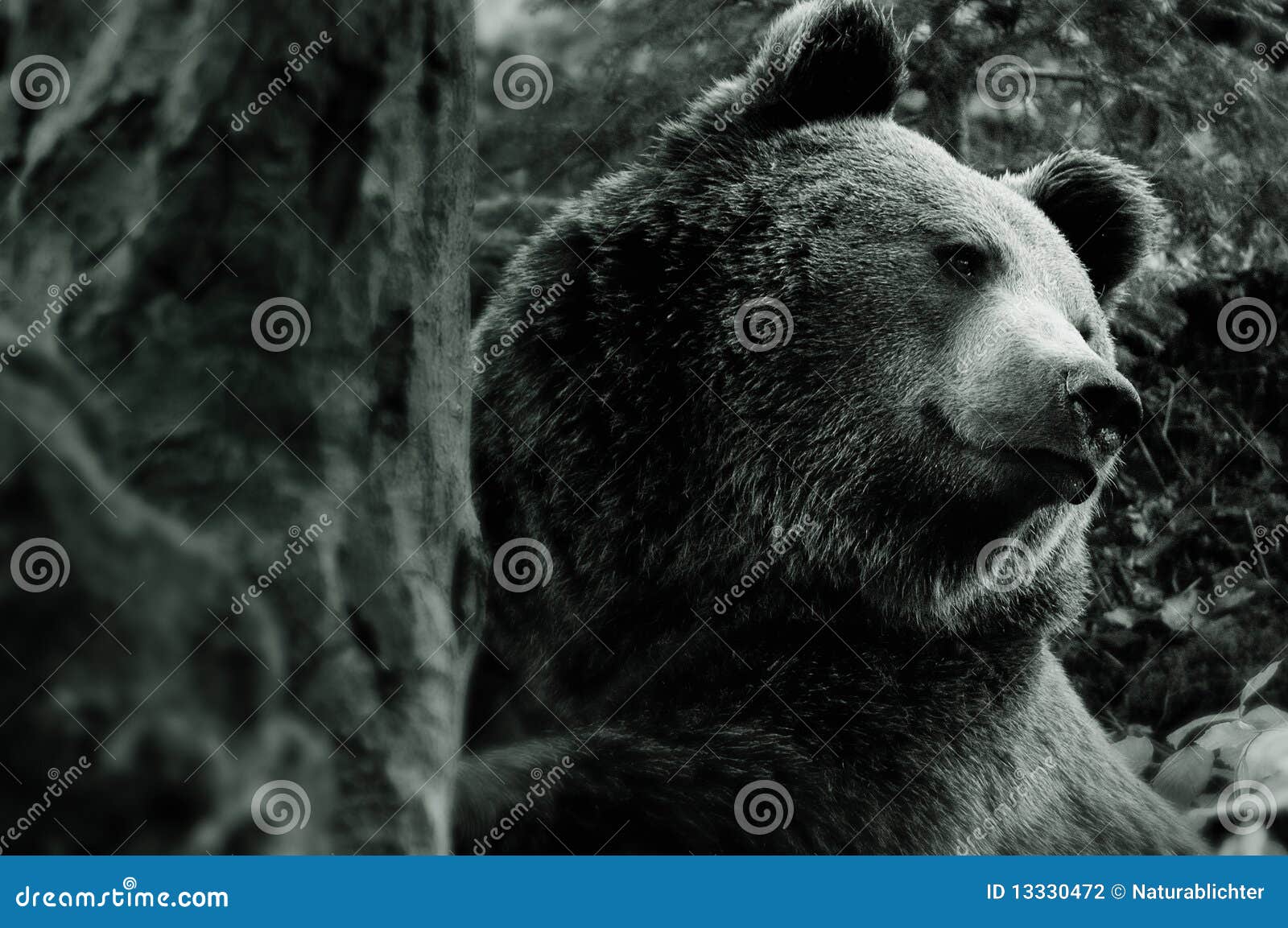European bear stock photo. Image of wildlife, horizontal - 13330472