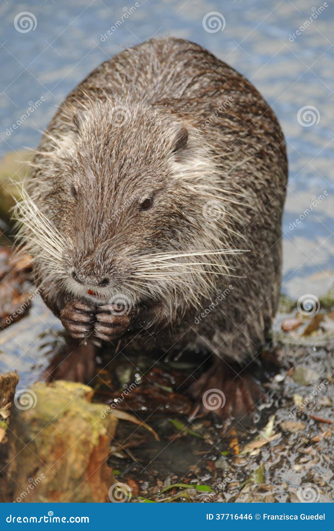 European Beaver stock photo. Image of beaver, swimming - 37716446