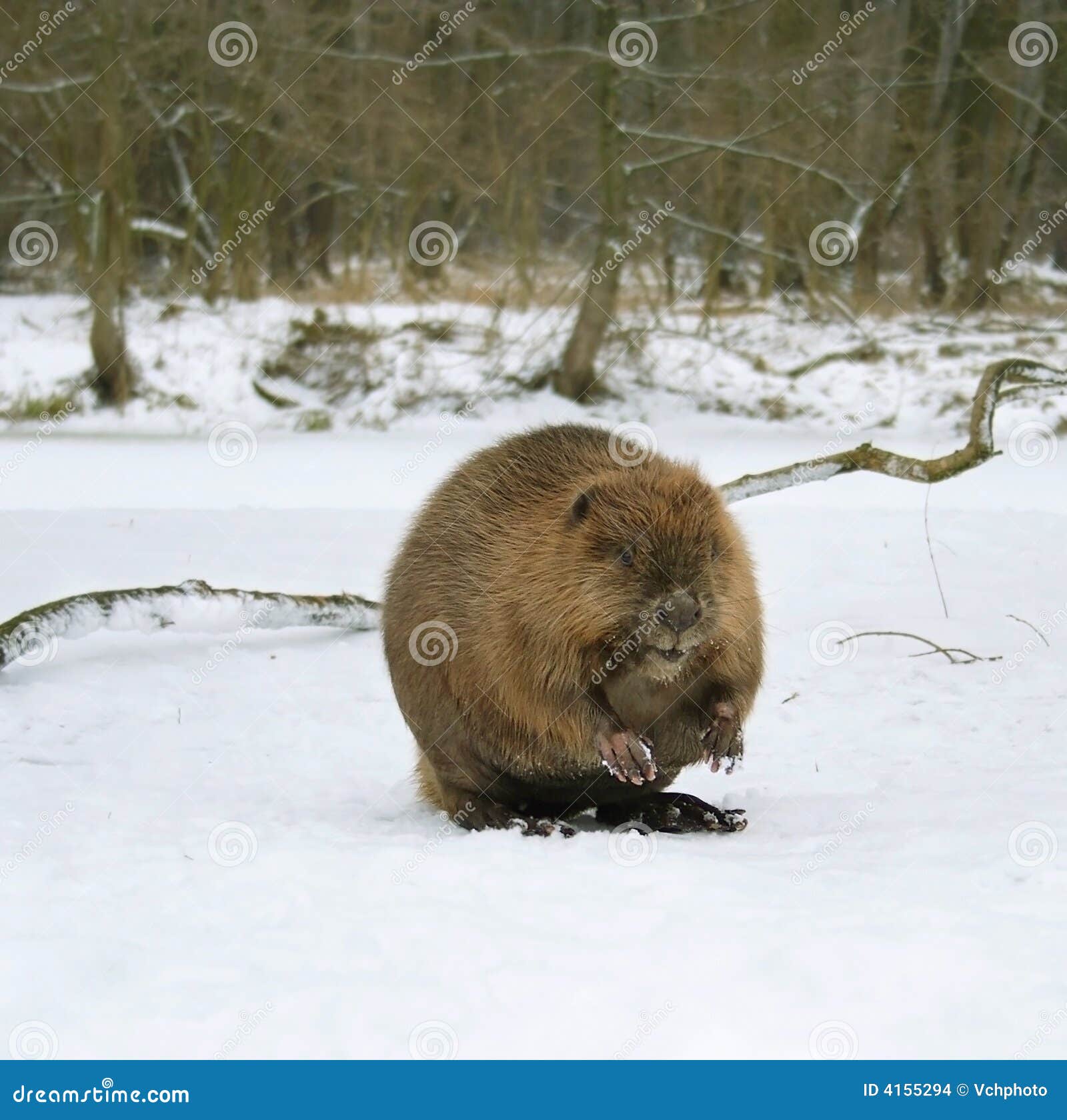 European Beaver ( Castor Fiber ) Stock Photo - Image of park, beaver ...