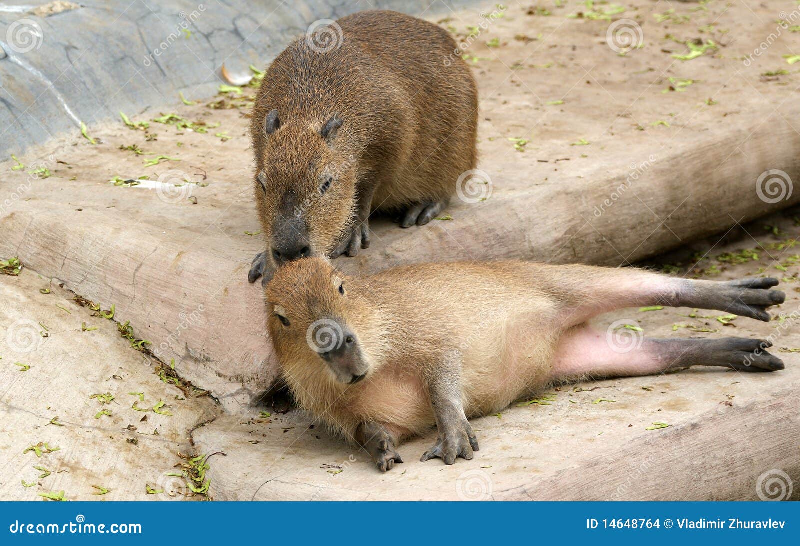 The European Beaver or Eurasian Beaver Stock Photo - Image of wildlife ...