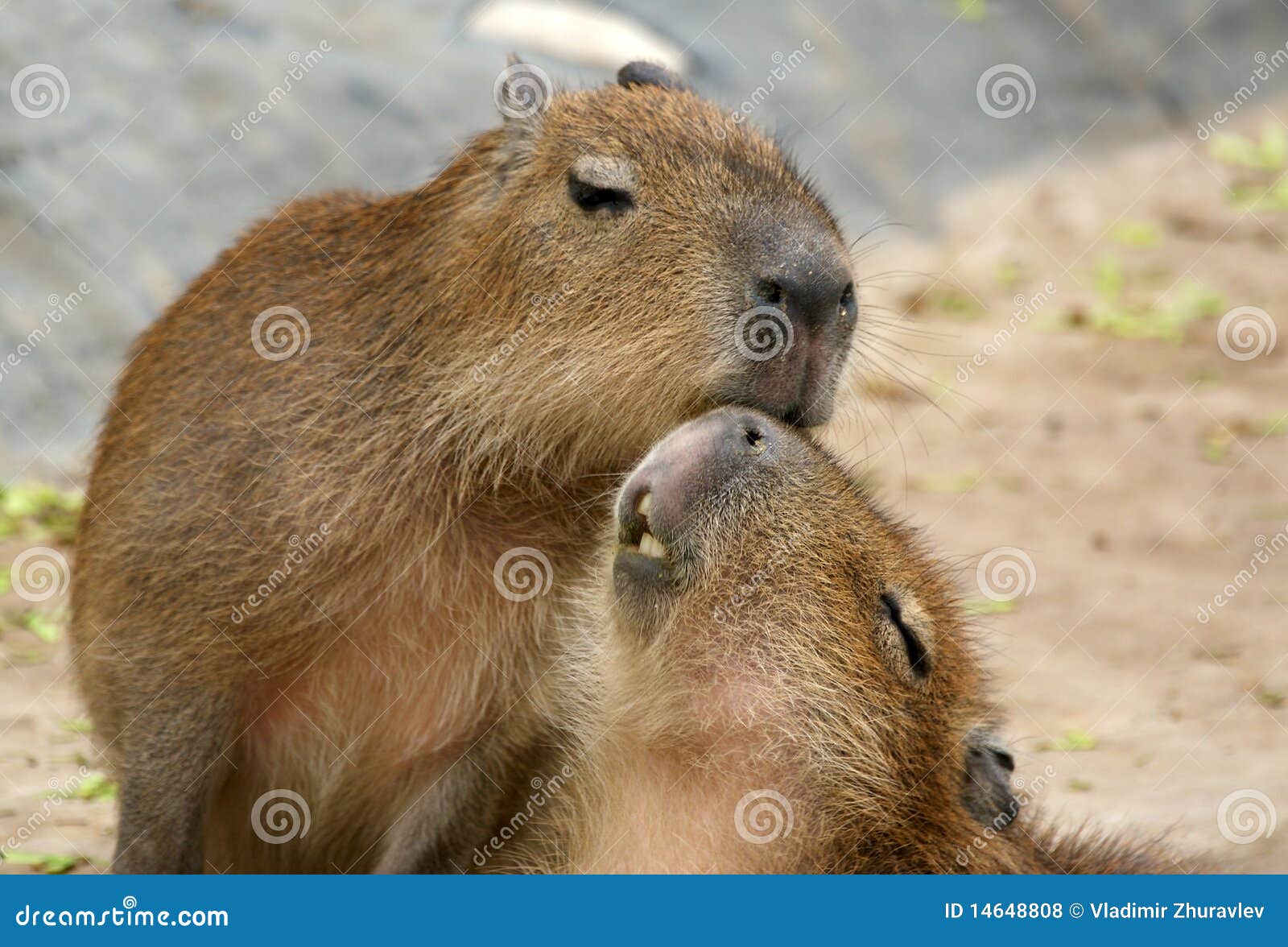 The European Beaver or Eurasian Beaver Stock Photo - Image of outdoors ...