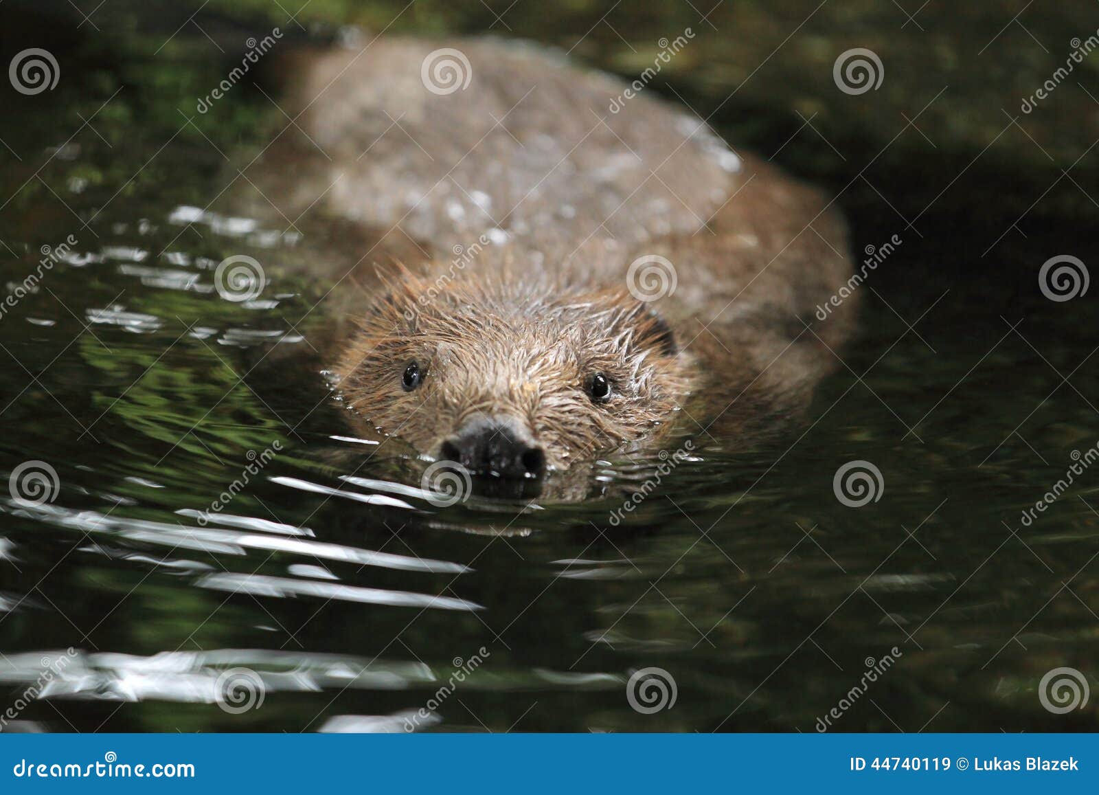 European beaver stock image. Image of fiber, mammal, rodent - 44740119