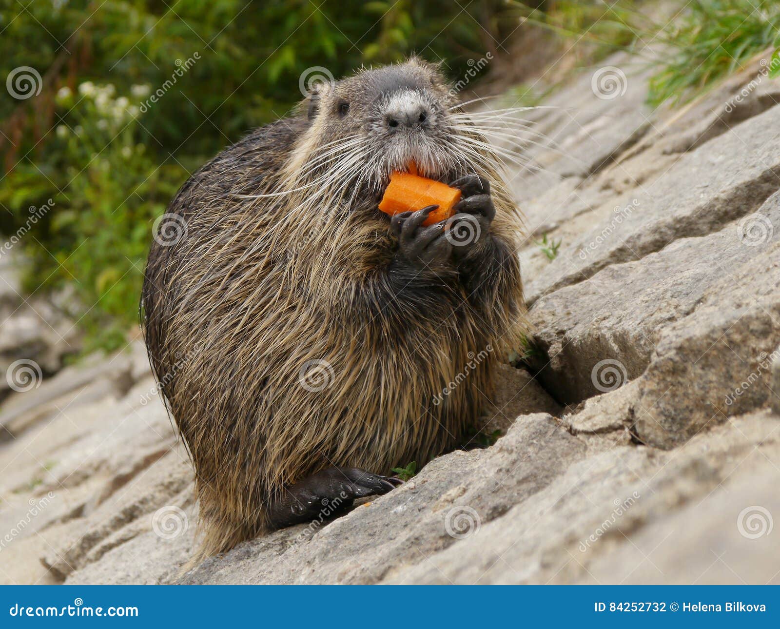 European Beaver stock photo. Image of closeup, nature - 84252732