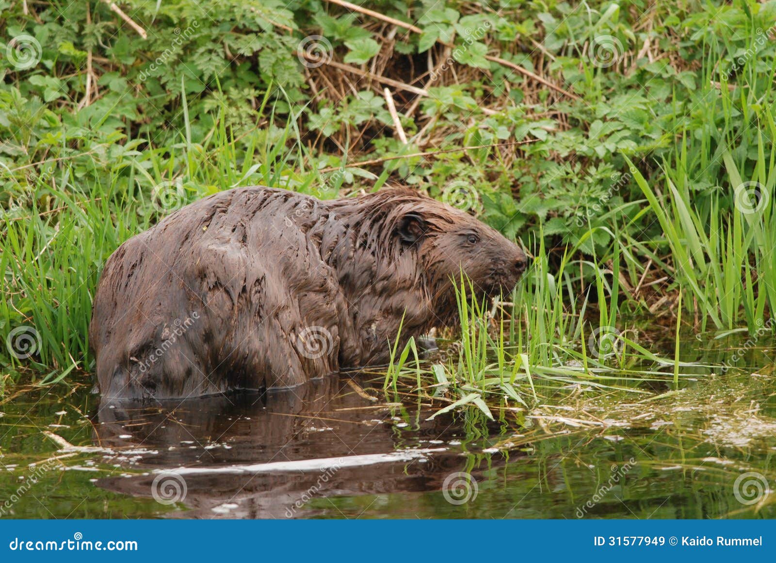 European beaver stock image. Image of eyeing, watching - 31577949