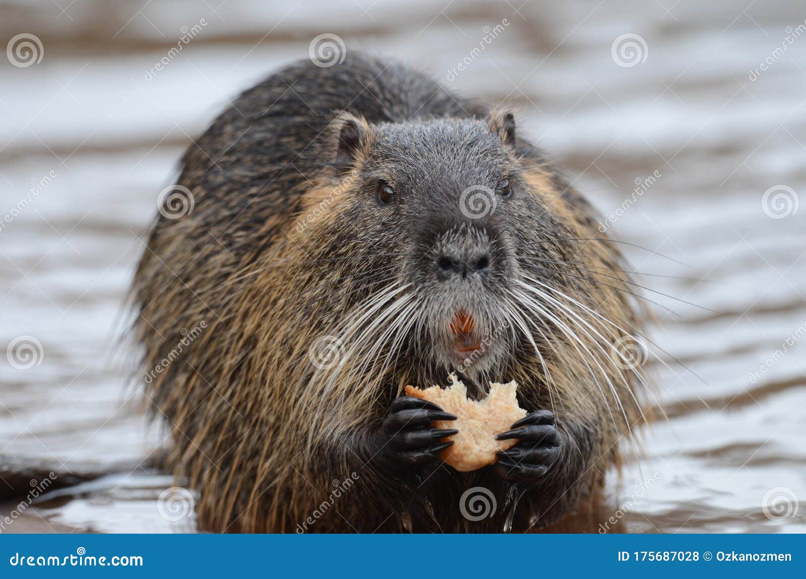 European beaver stock photo. Image of rodent, fiber - 175687028