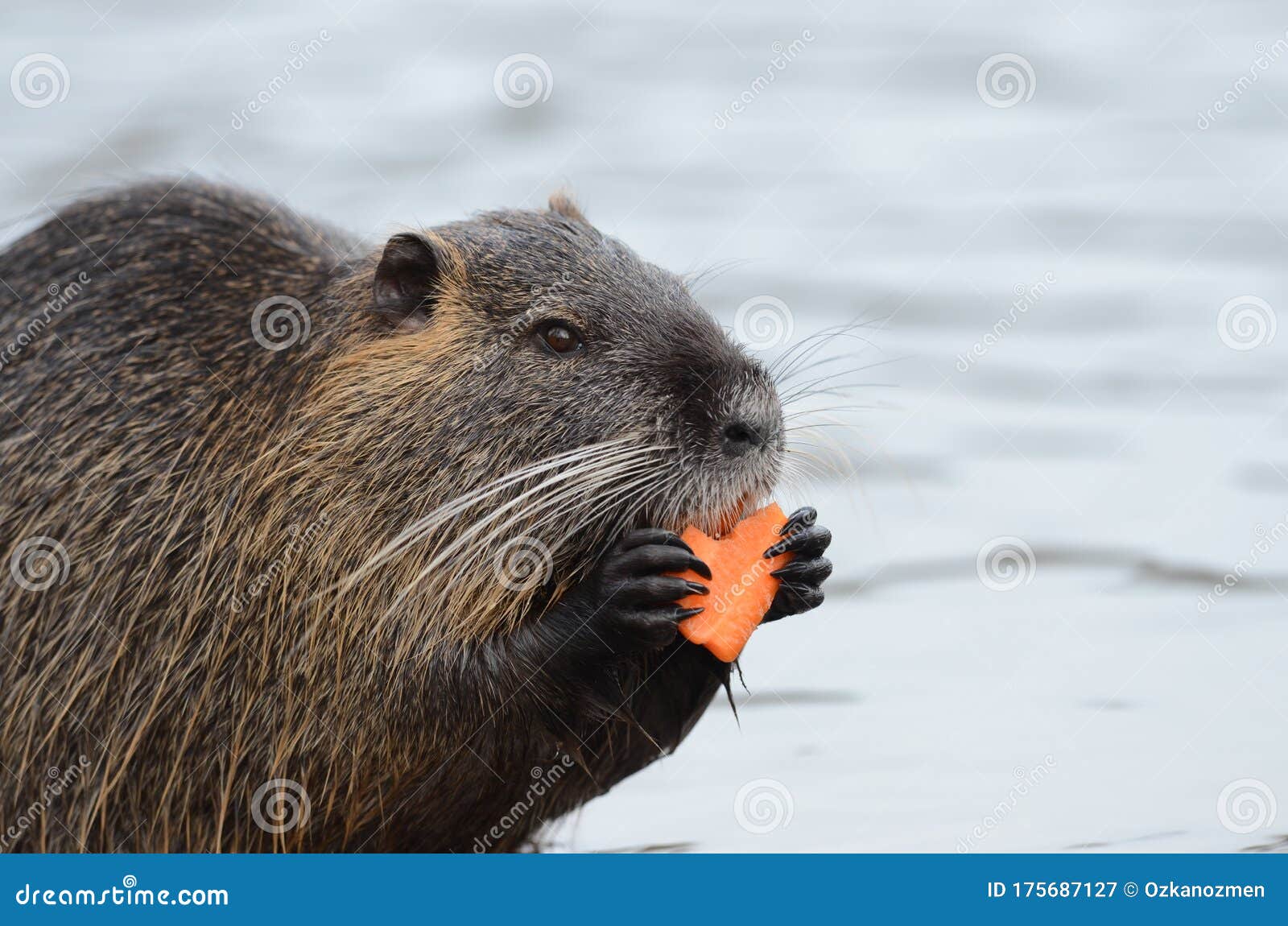 European beaver stock image. Image of north, nature - 175687127