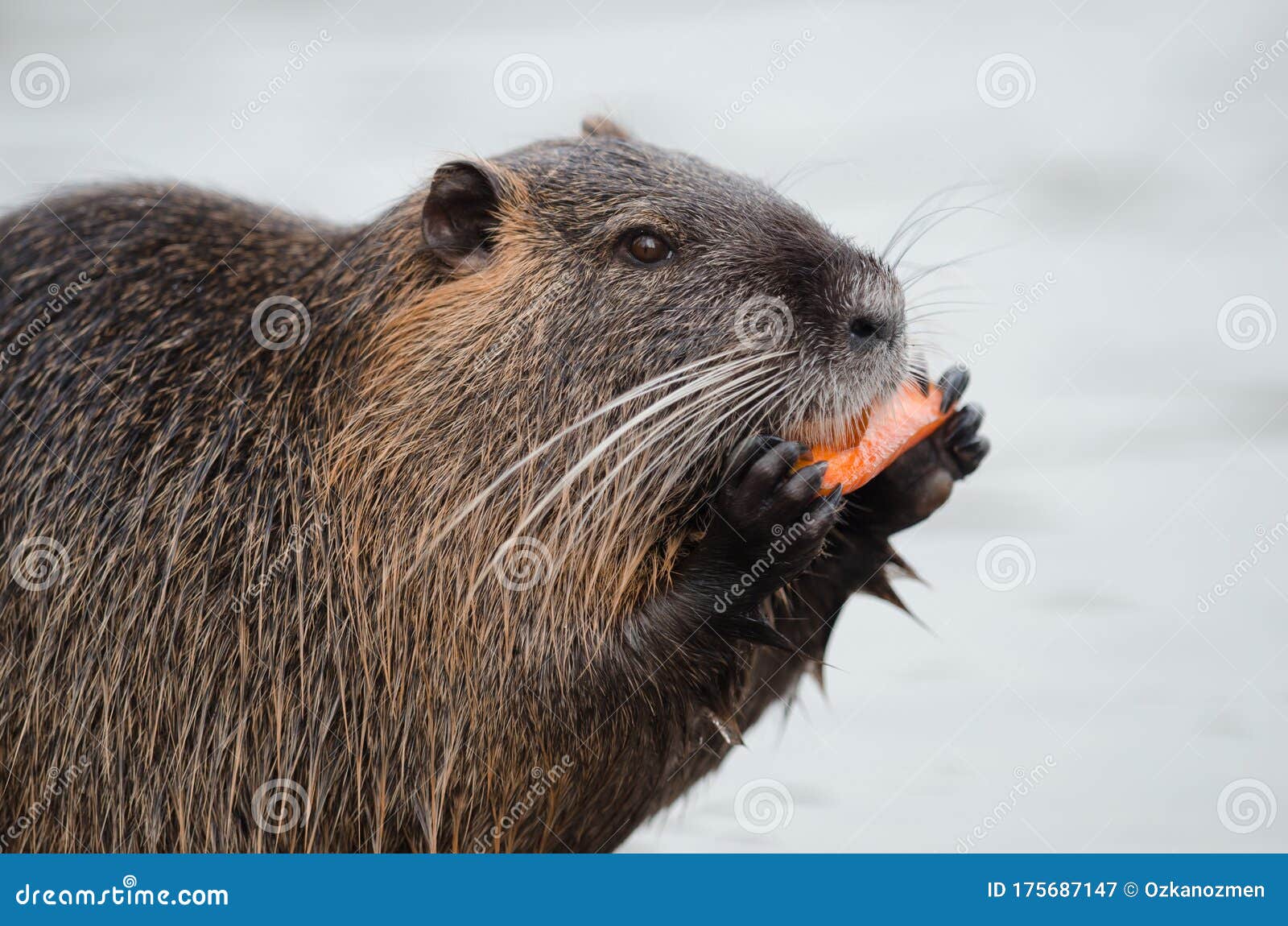 European beaver stock image. Image of north, european - 175687147