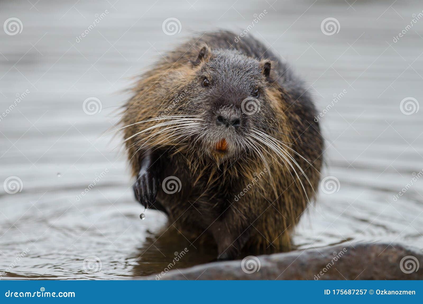 European beaver stock image. Image of rodent, american - 175687257