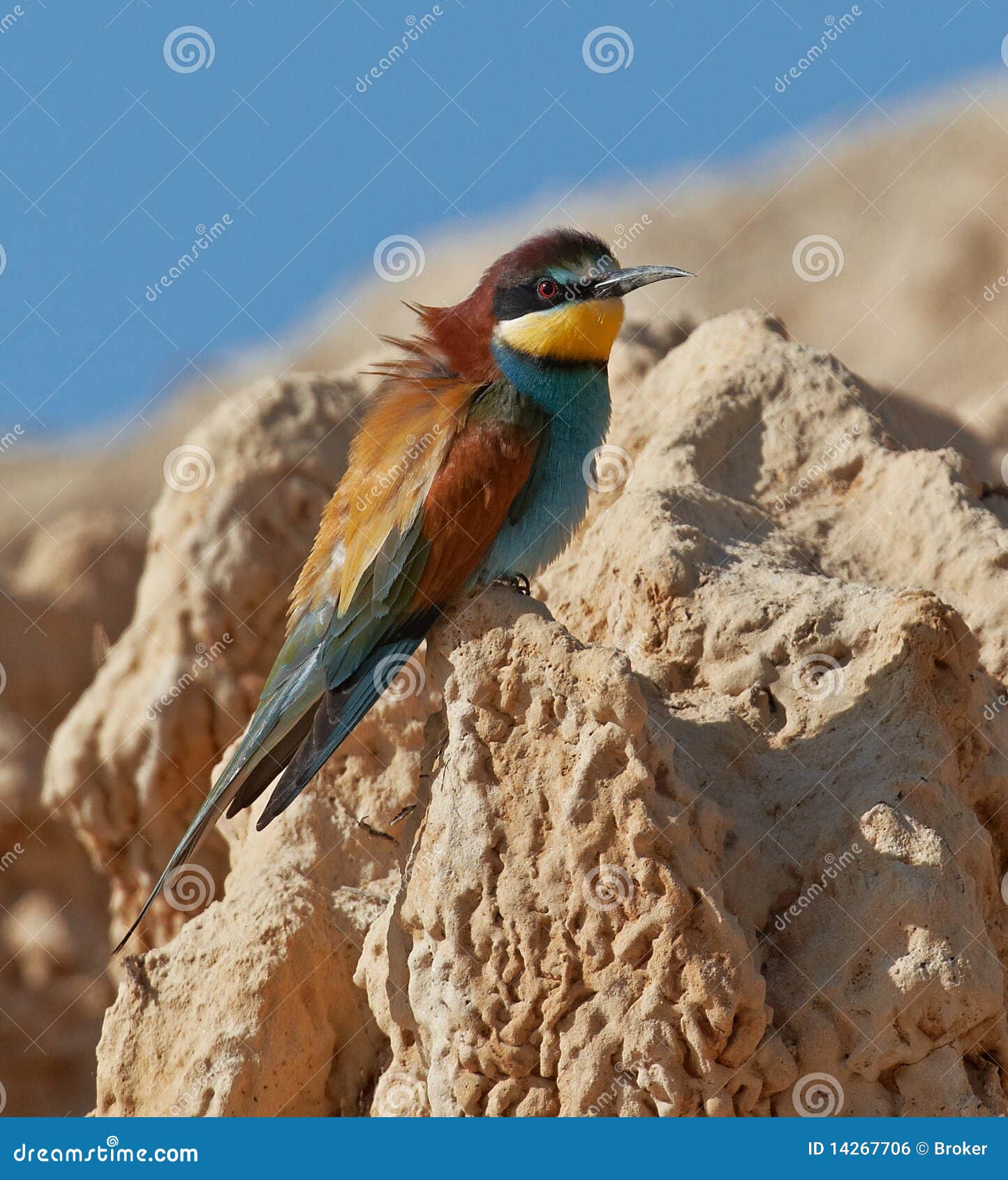 European bee-eater stock photo. Image of avian, animal - 14267706