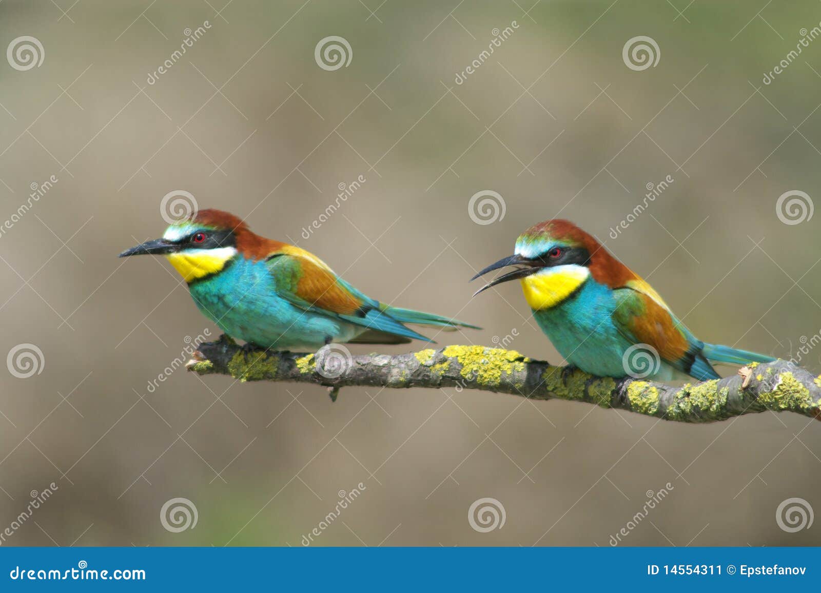 European bee eater stock image. Image of european, apiaster - 14554311