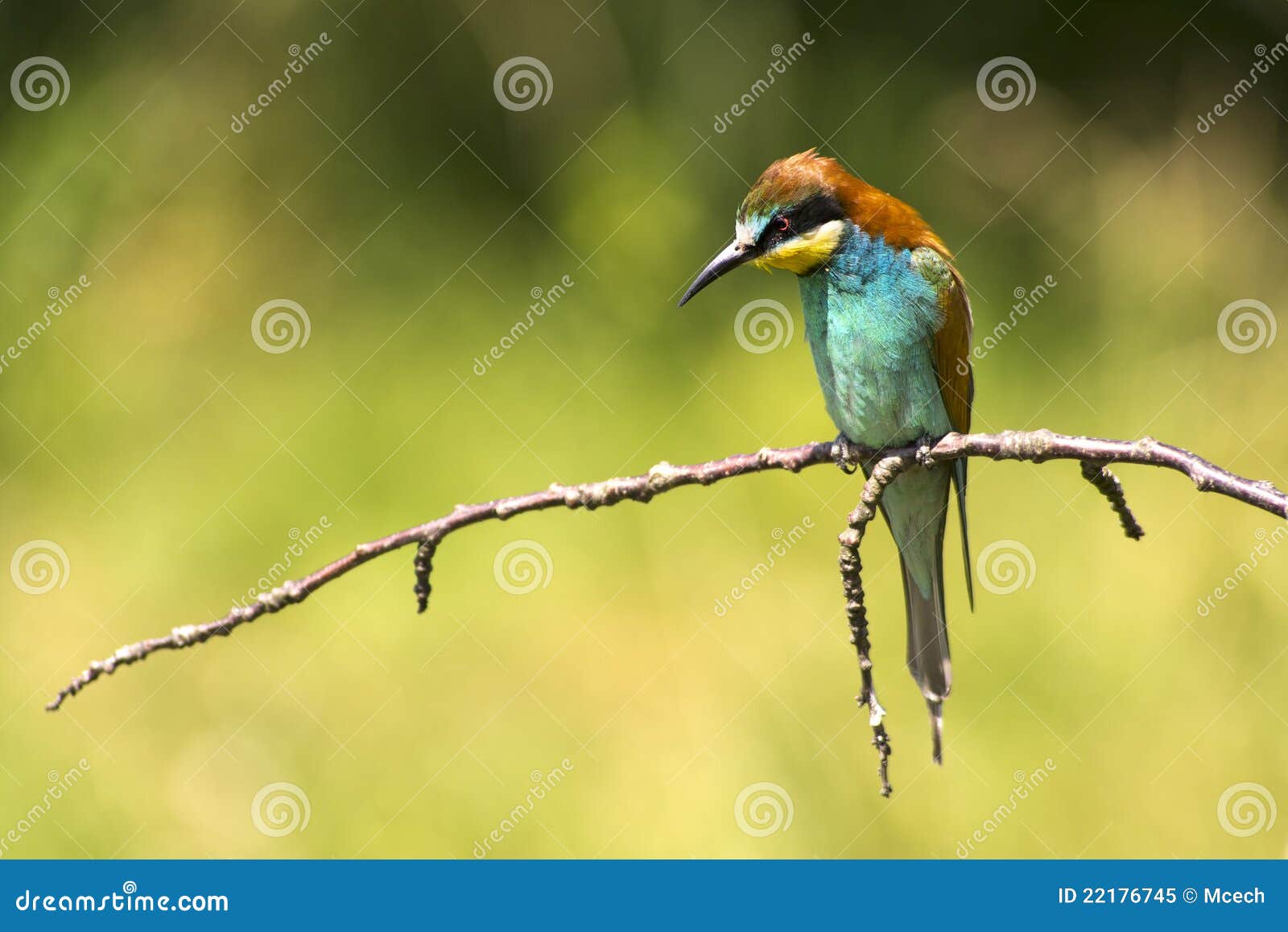 European bee-eater stock image. Image of bird, aves, european - 22176745
