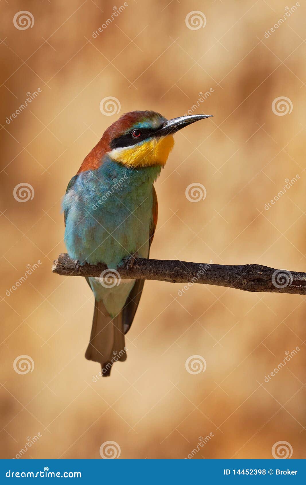 European Bee-eater on a Branch Stock Photo - Image of spring, feather ...