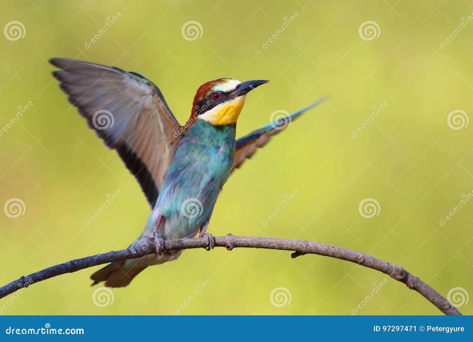 European Bee-eater stock image. Image of summer, park - 97297471