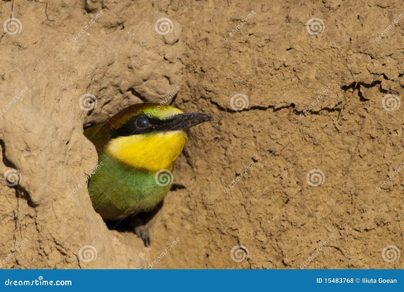 European Bee Eater Chick Portrait Stock Photo - Image of nest, home ...