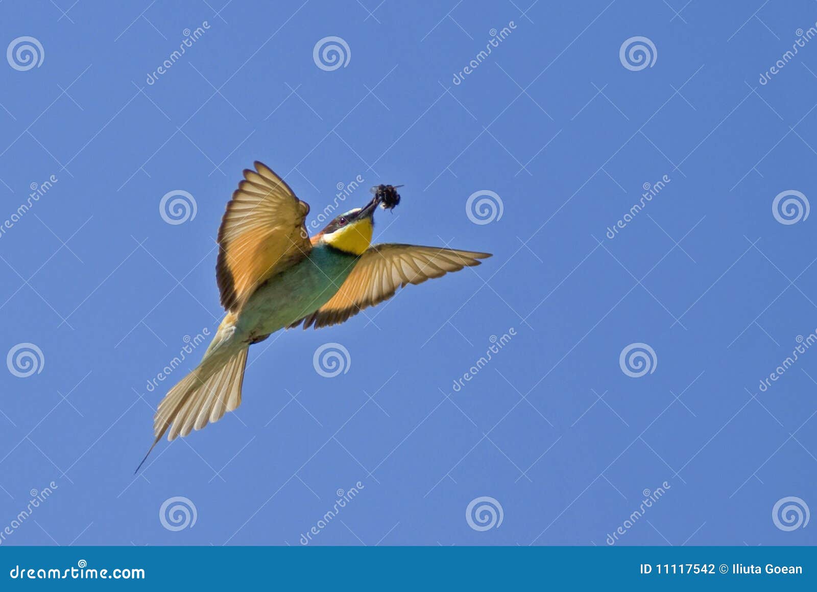 European Bee Eater in Flight Stock Photo - Image of merops, blue: 11117542