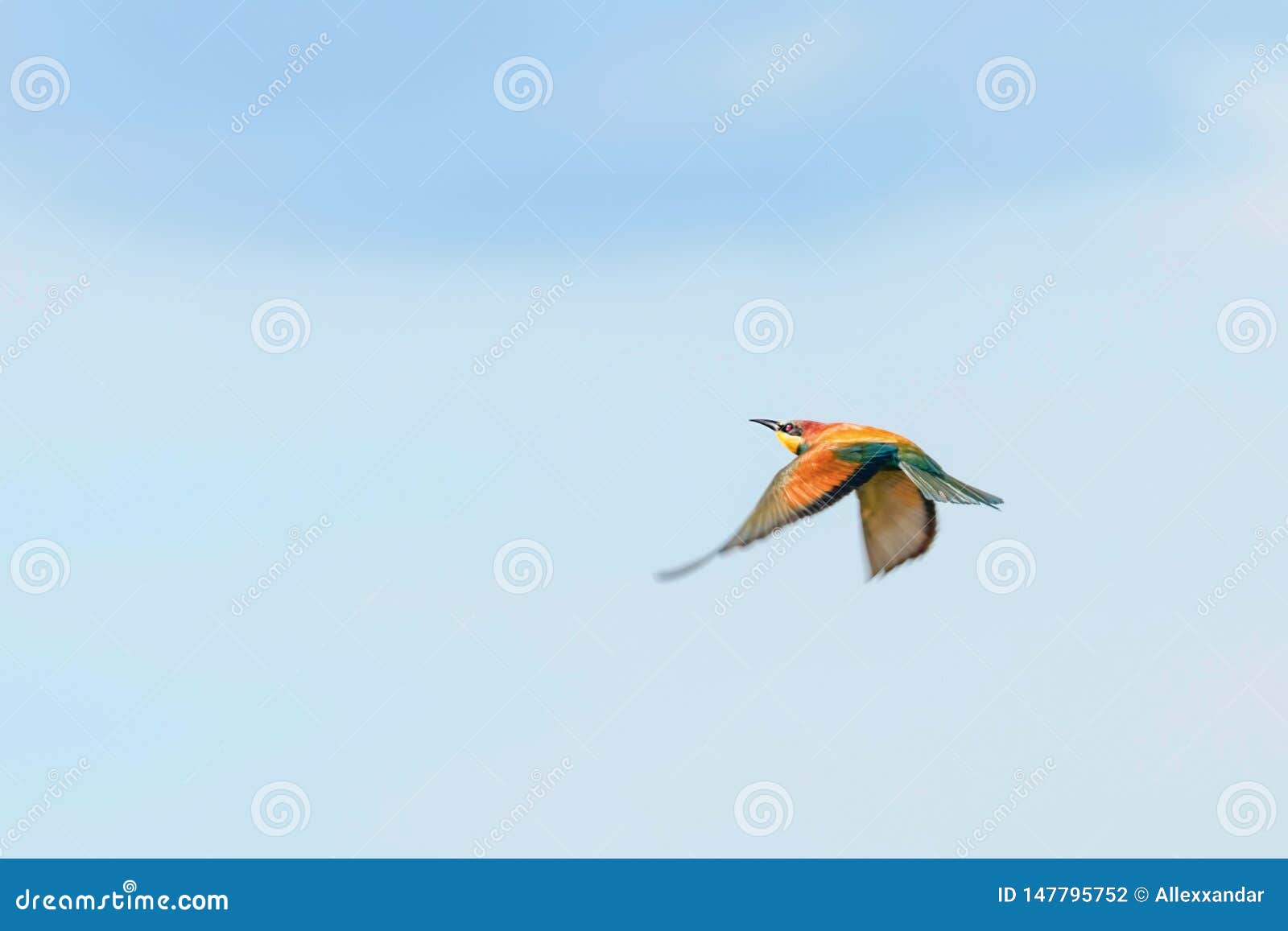 European Bee-Eater in Flight Merops Apiaster Stock Photo - Image of ...