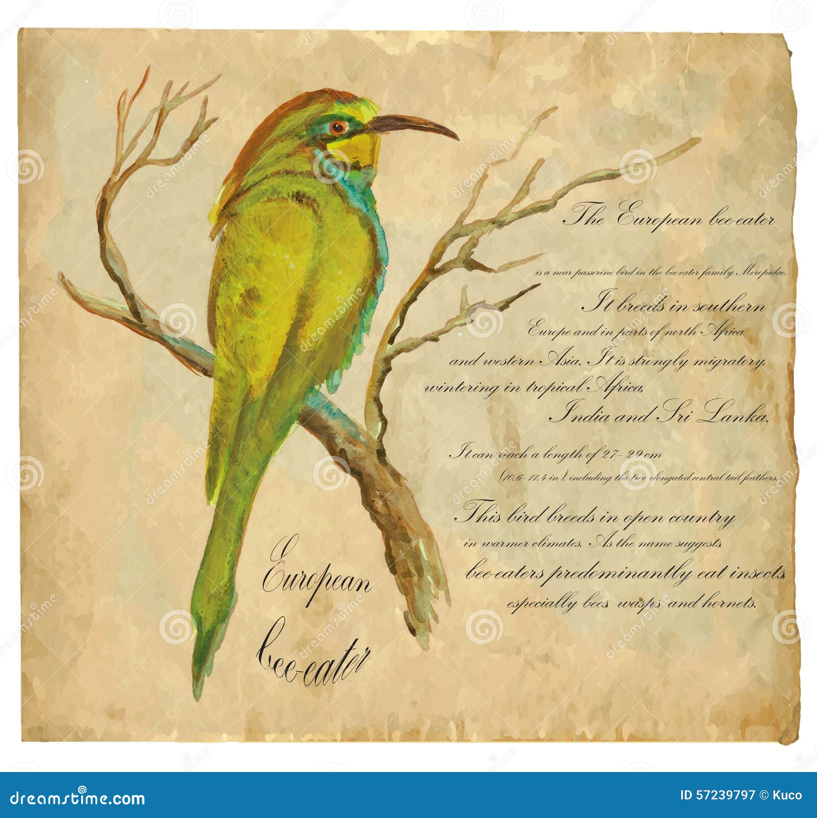 European Bee-Eater - an Hand Painted Vector Stock Vector - Illustration ...
