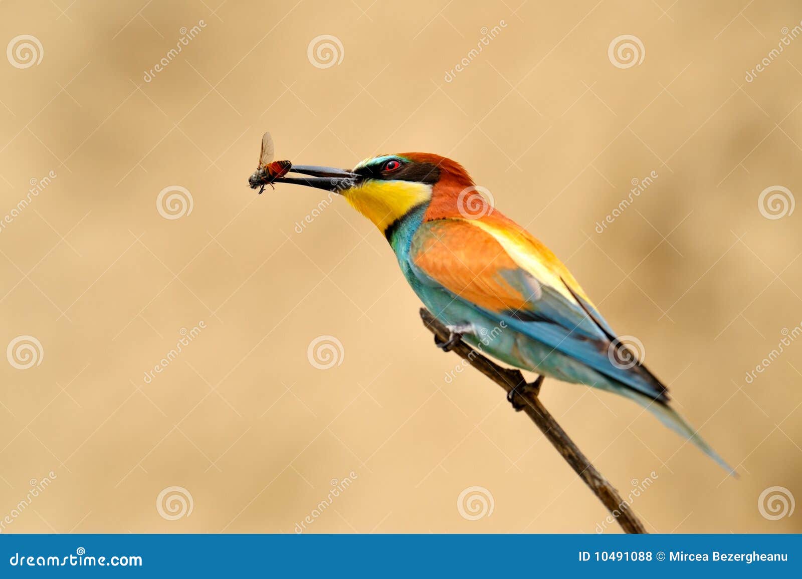 European Bee-eater (Merops Apiaster) Stock Photo - Image of precision ...