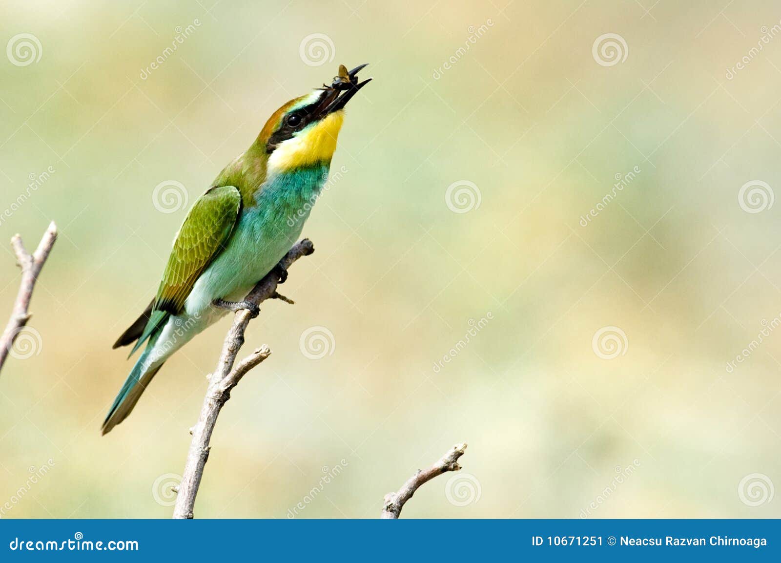 European Bee-eater (Merops Apiaster) Stock Image - Image of beauty ...