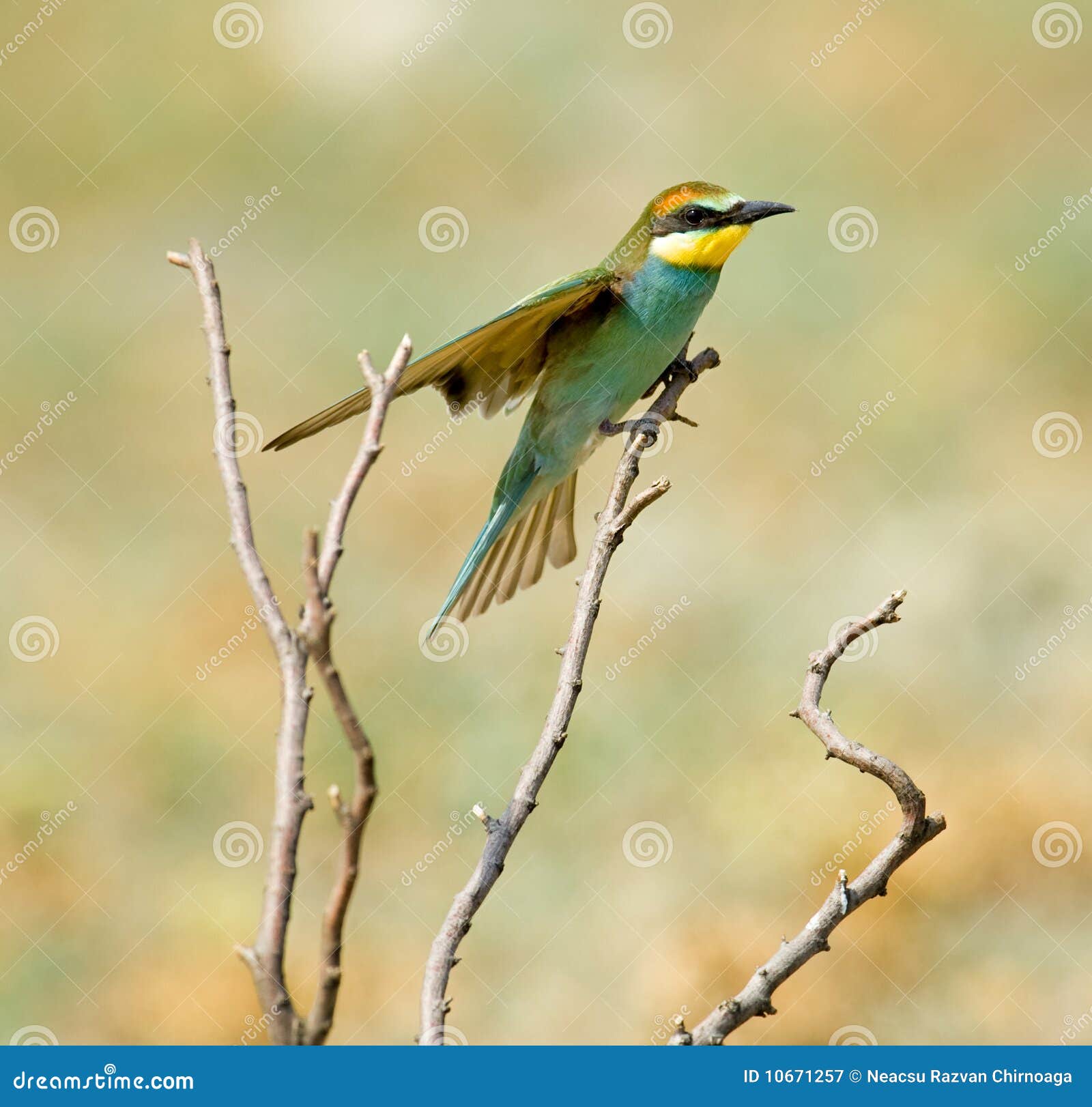 European Bee-eater (Merops Apiaster) Stock Image - Image of beautiful ...