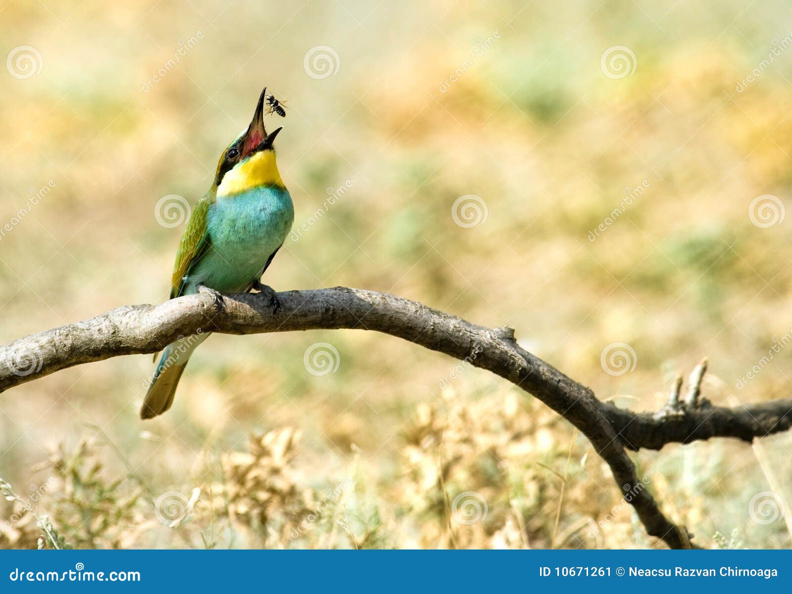 European Bee-eater (Merops Apiaster) Stock Image - Image of bright ...