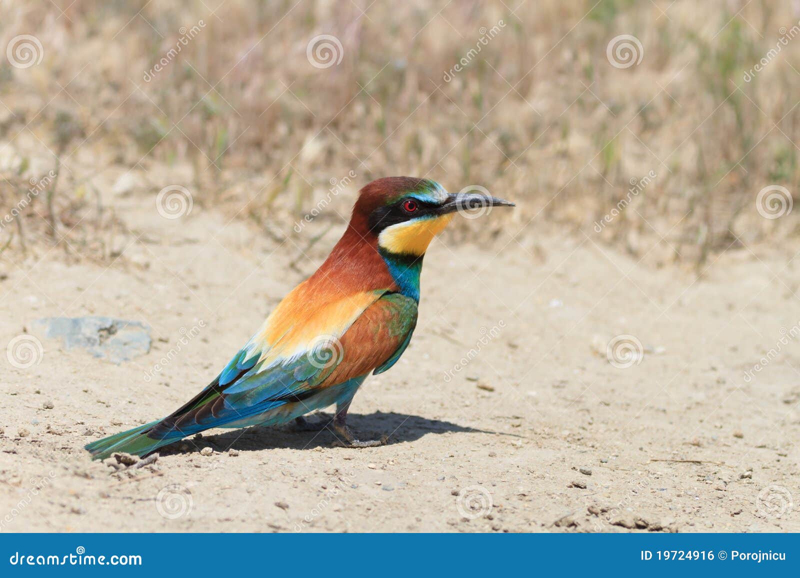 European Bee Eater (Merops Apiaster) Stock Photo - Image of predator ...