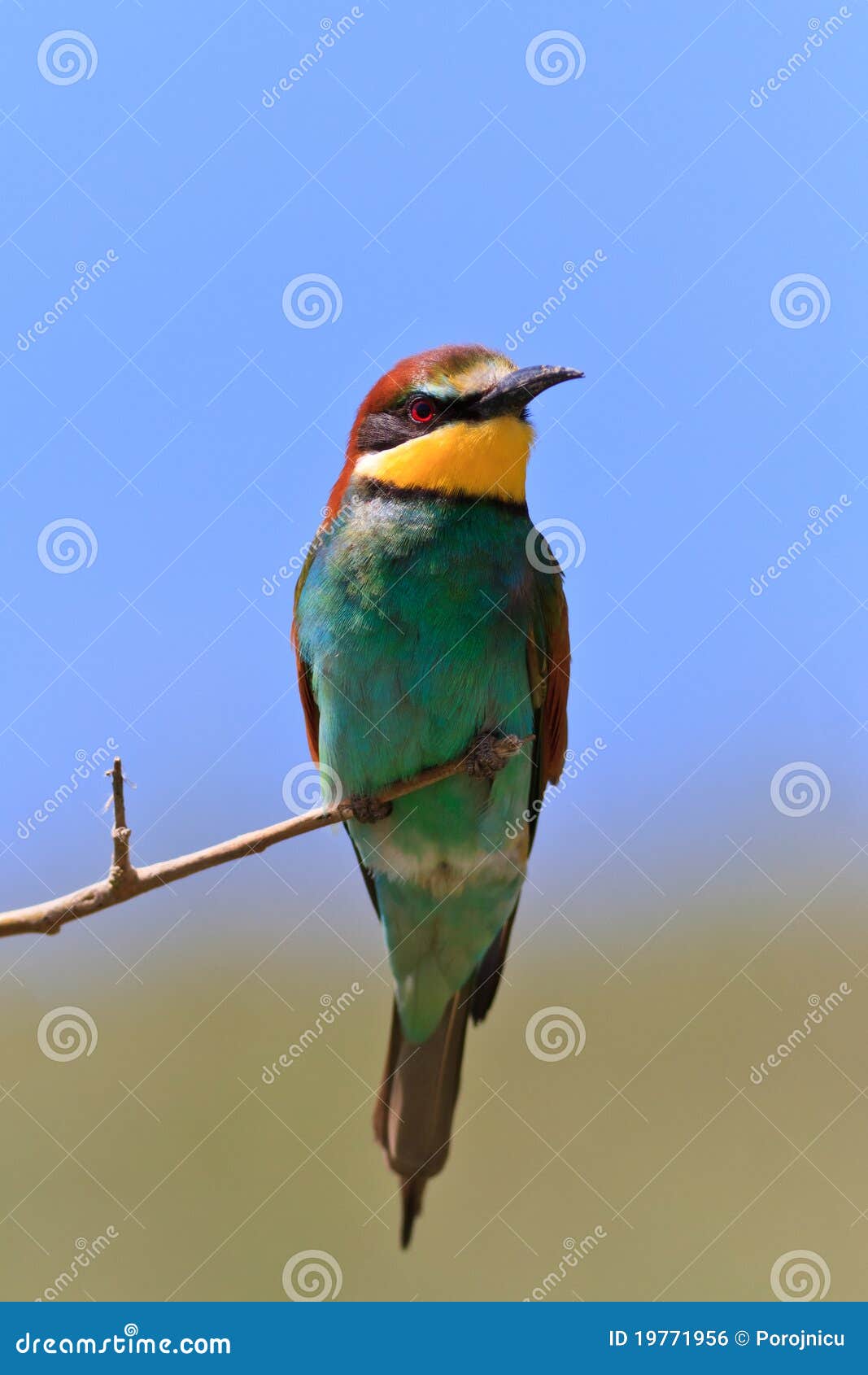 European Bee Eater (Merops Apiaster) Stock Photo - Image of wildlife ...