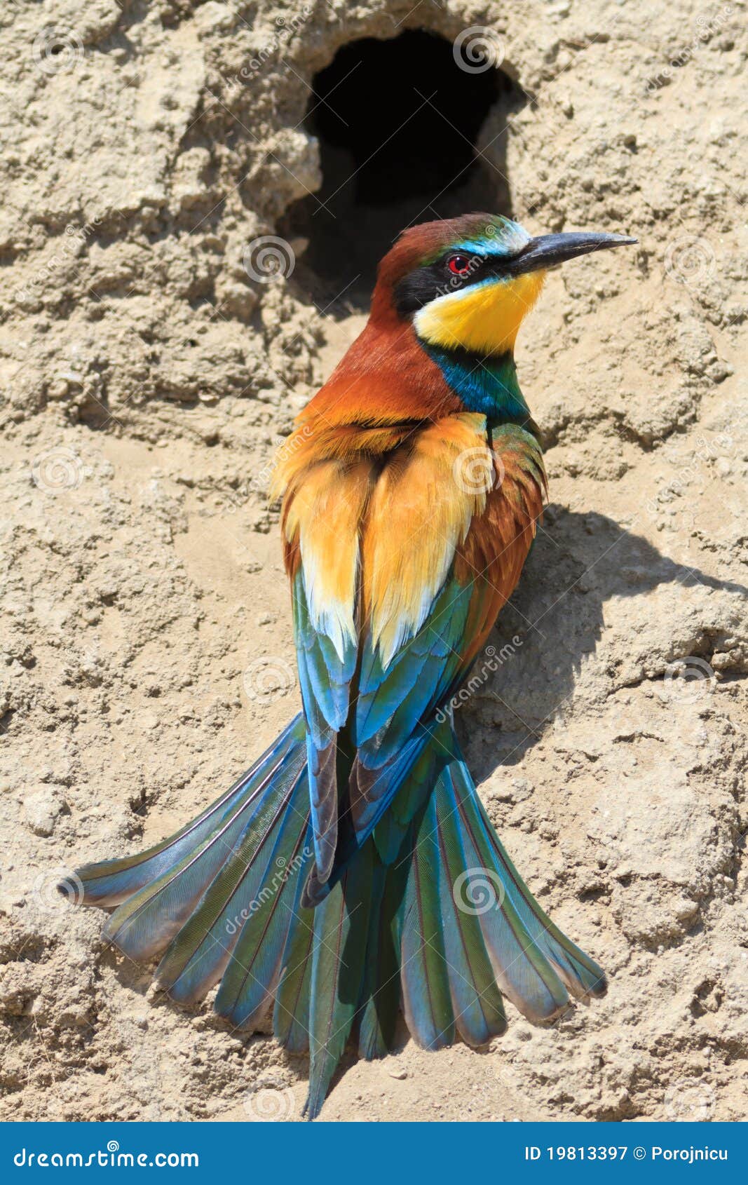 European Bee Eater (Merops Apiaster) Stock Image - Image of multicolor ...