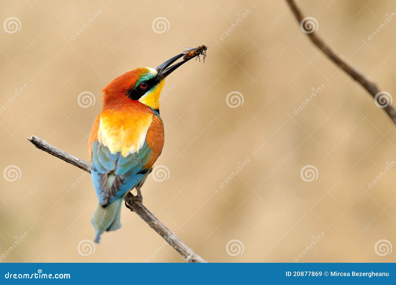 European Bee-eater (Merops Apiaster) Stock Image - Image of beauty ...