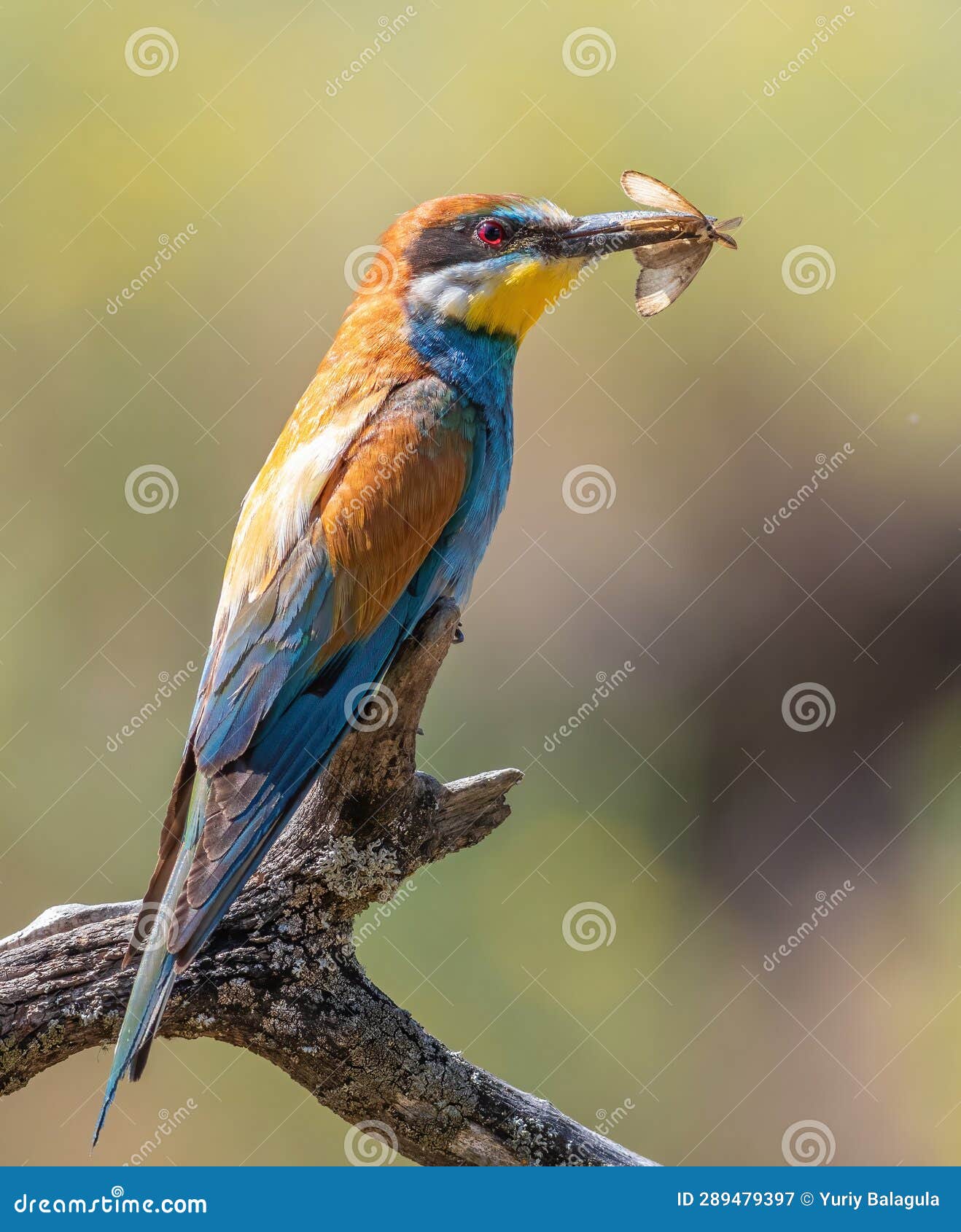 European Bee-eater, Merops Apiaster. a Bird Holds Its Prey in Its Beak ...