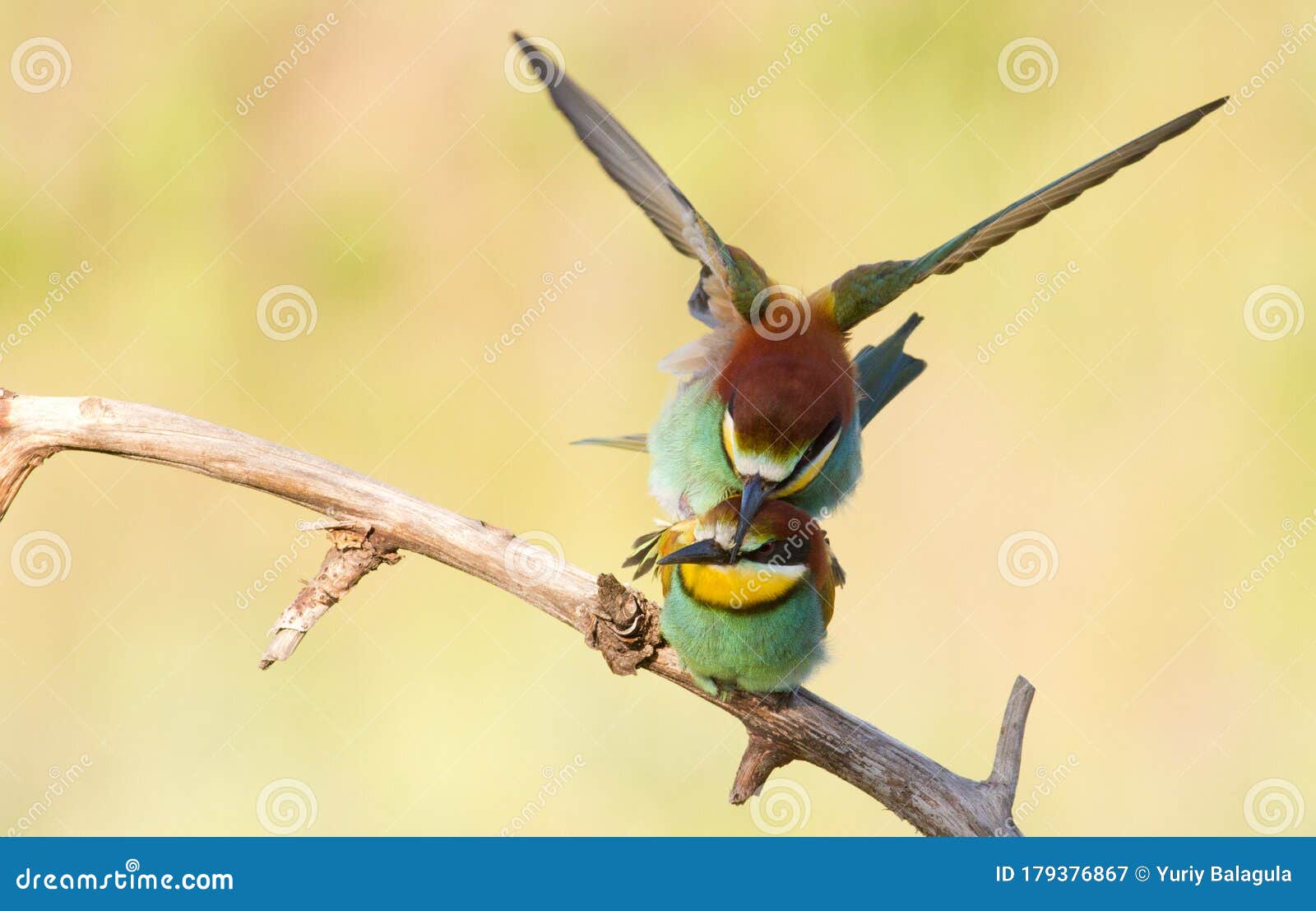 European Bee Eater, Merops Apiaster. Common Bee-eater Stock Image ...