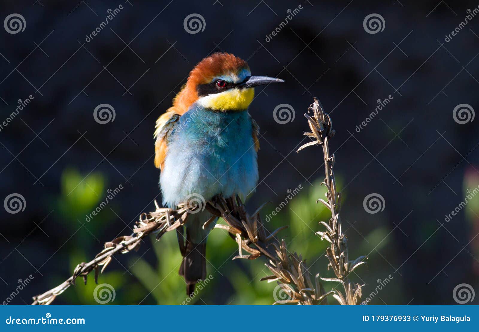 European Bee Eater, Merops Apiaster. Common Bee-eater Stock Image ...
