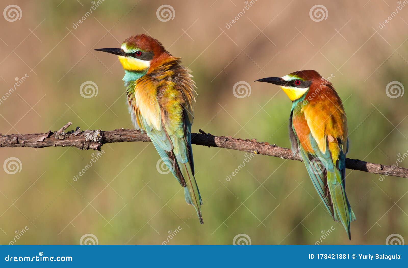 European Bee Eater, Merops Apiaster. Family Portrait Stock Image ...