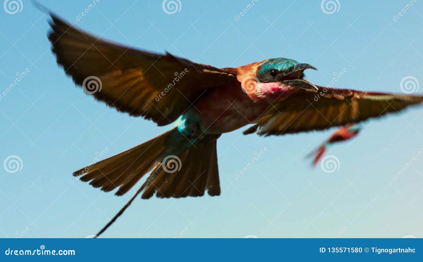 European Bee-eater Merops Apiaster Flying Stock Photo - Image of ...