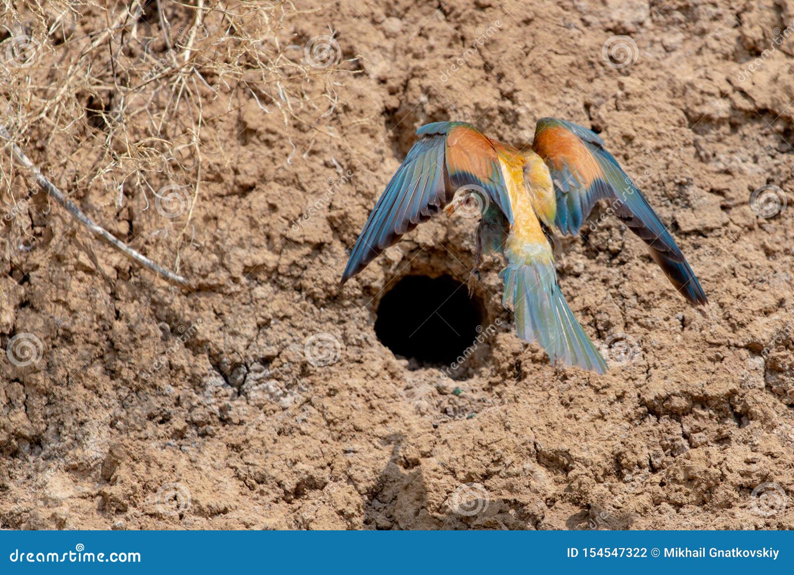 European Bee-eater or Merops Apiaster on Ground Near Hole Nest Stock ...