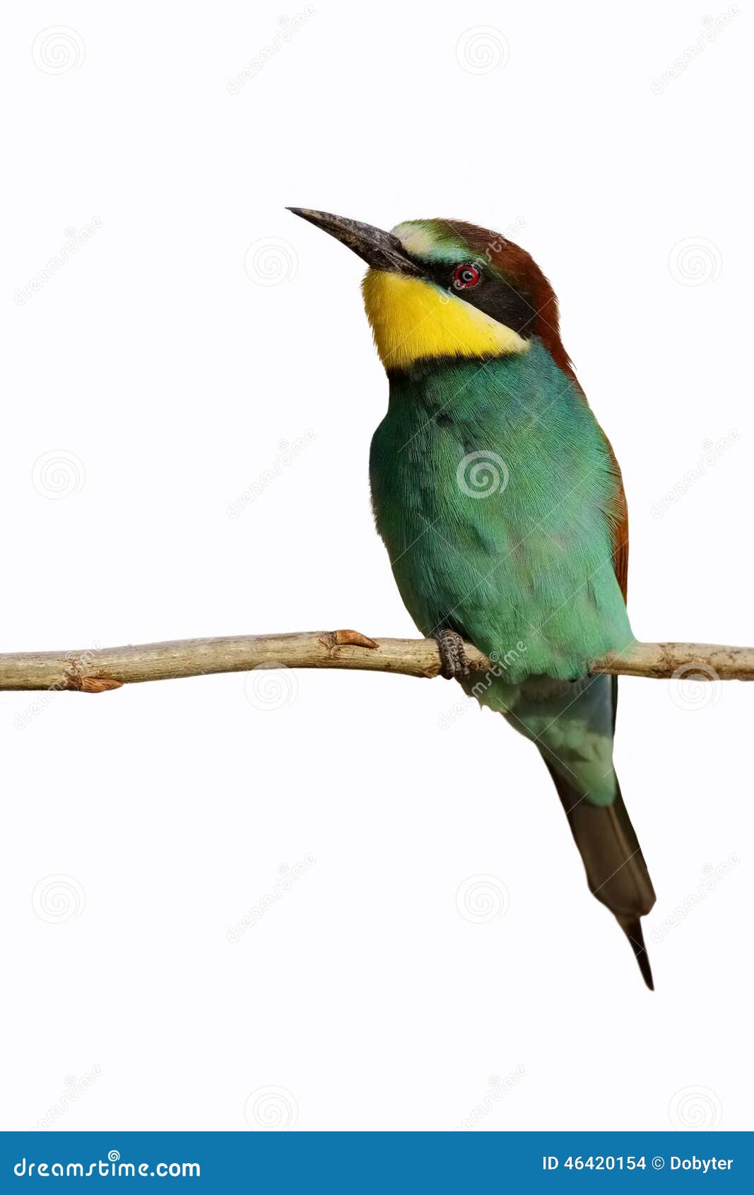 European Bee-eater (Merops Apiaster). Stock Photo - Image of caught ...