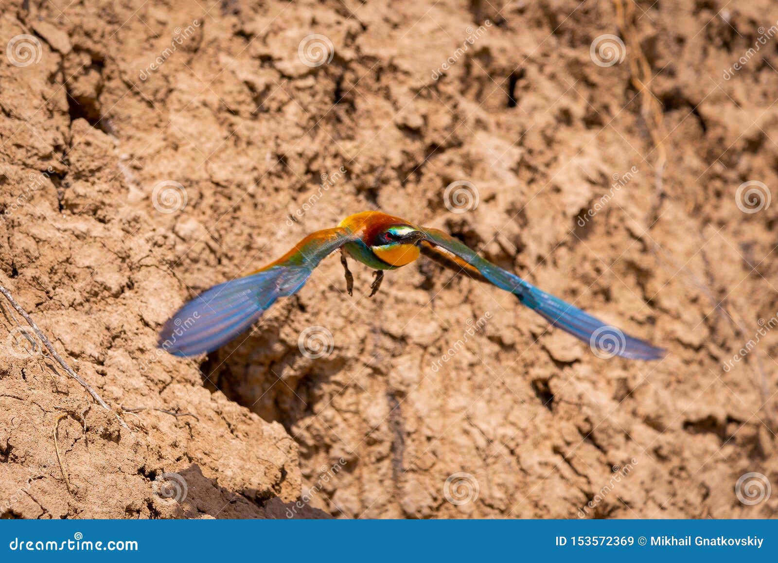 European Bee-eater or Merops Apiaster in Natural Habitat Stock Image ...