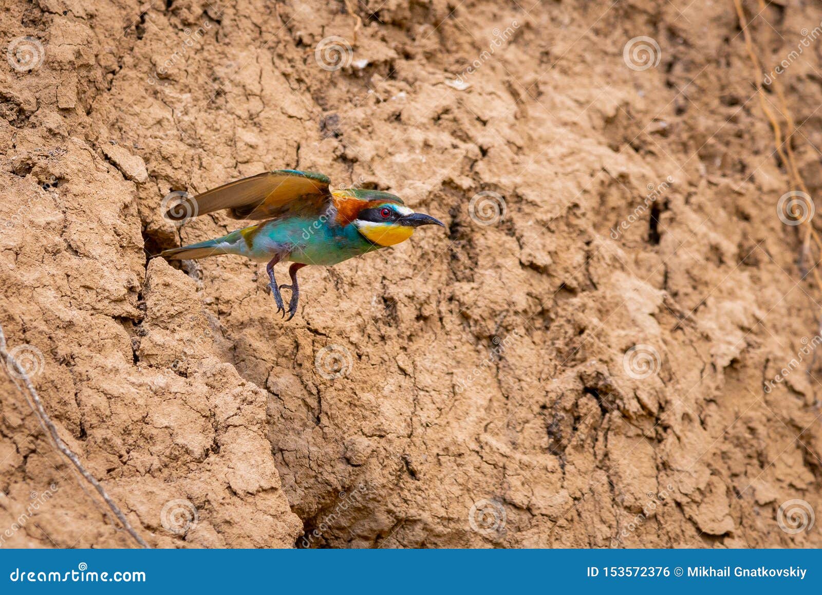European Bee-eater or Merops Apiaster in Natural Habitat Stock Photo ...