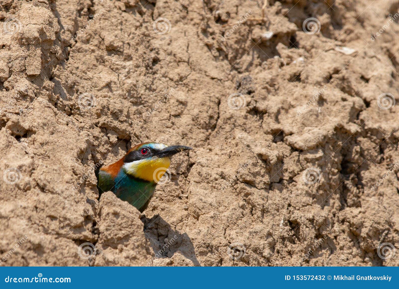 European Bee-eater or Merops Apiaster in Natural Habitat Stock Photo ...