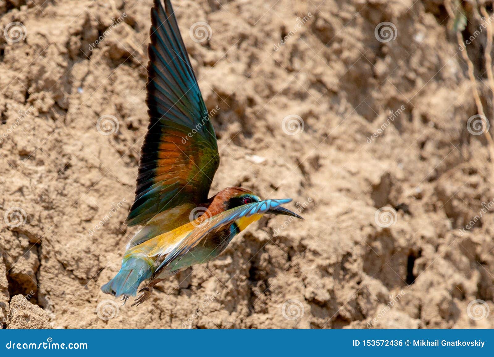 European Bee-eater or Merops Apiaster in Natural Habitat Stock Photo ...