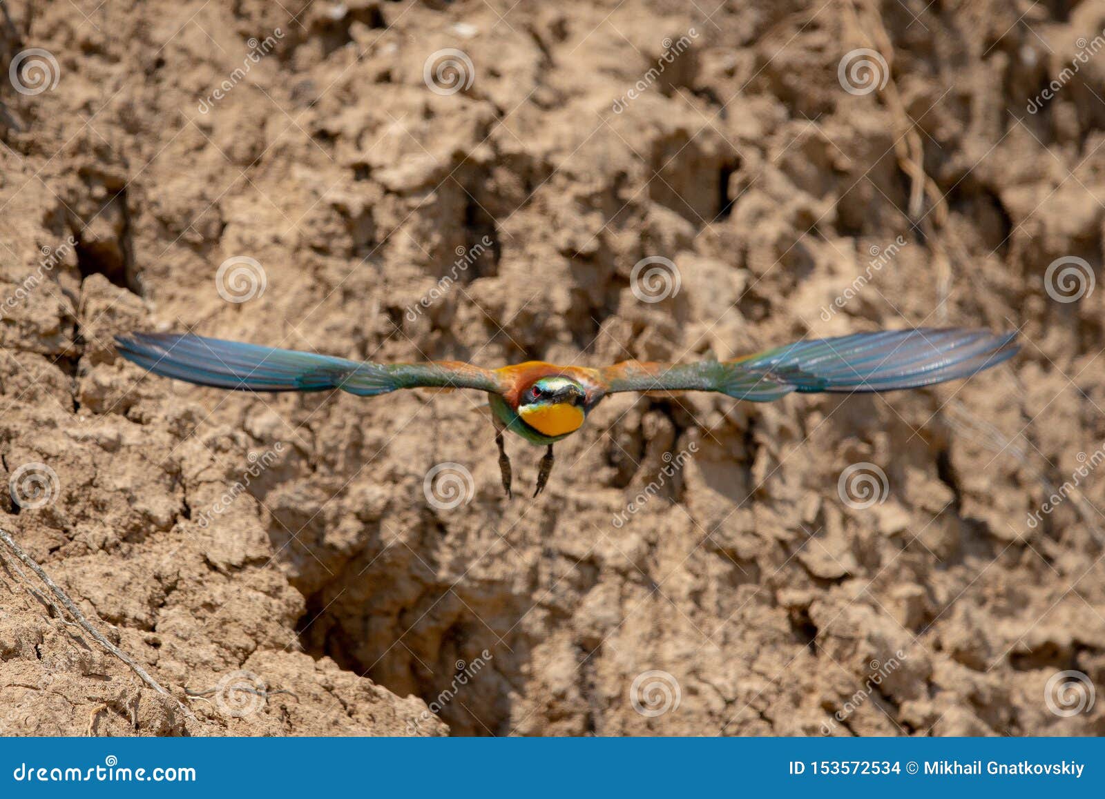 European Bee-eater or Merops Apiaster in Natural Habitat Stock Photo ...
