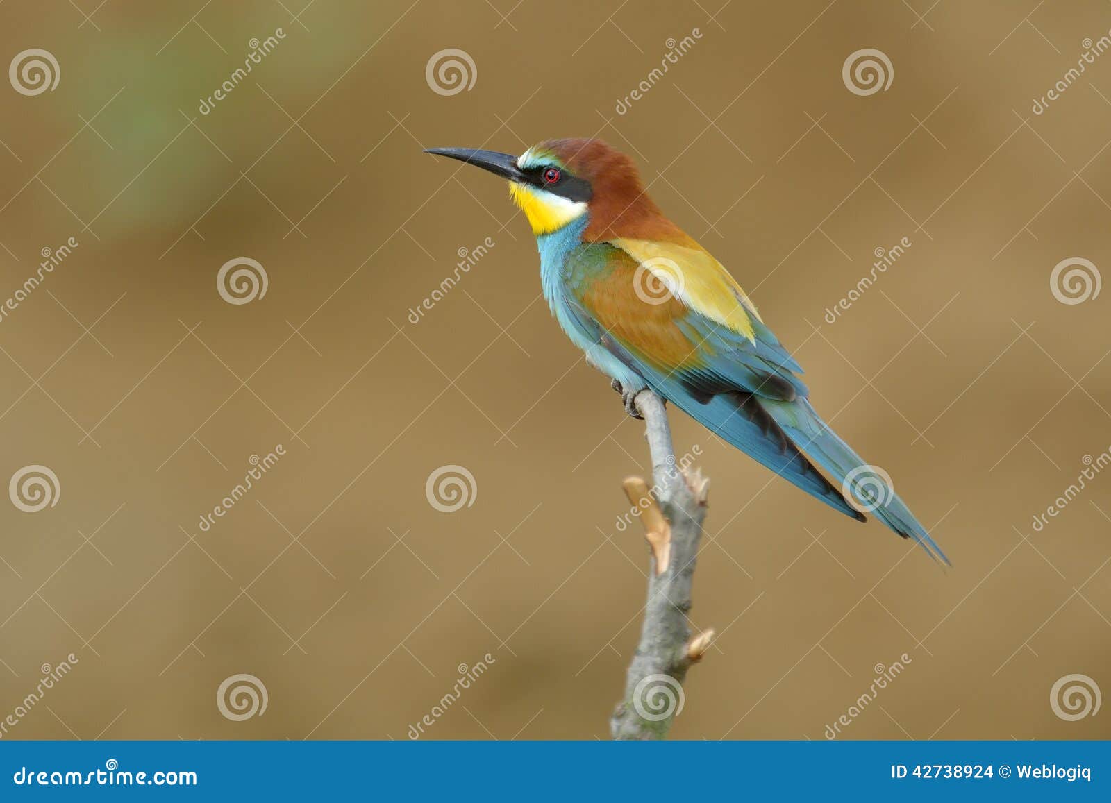 European Bee-eater (Merops Apiaster) Stock Photo - Image of feeding ...