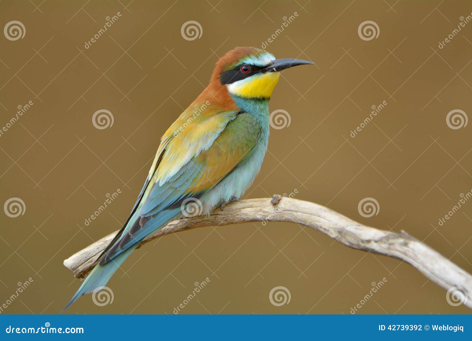 European Bee-eater (Merops Apiaster) Stock Photo - Image of nature ...