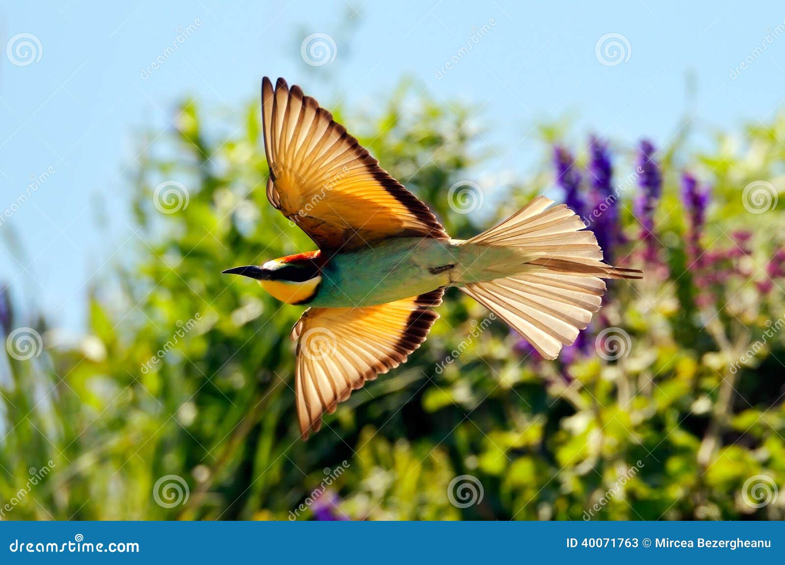 Natural Haitat Stock Photos - Free & Royalty-Free Stock Photos from ...