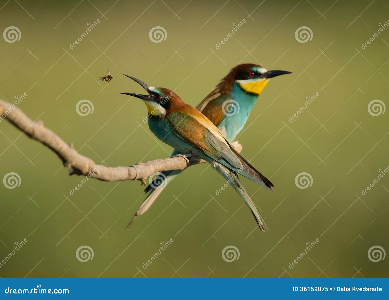 European Bee Eater Merops Apiaster, Pair Perched O Stock Image - Image ...