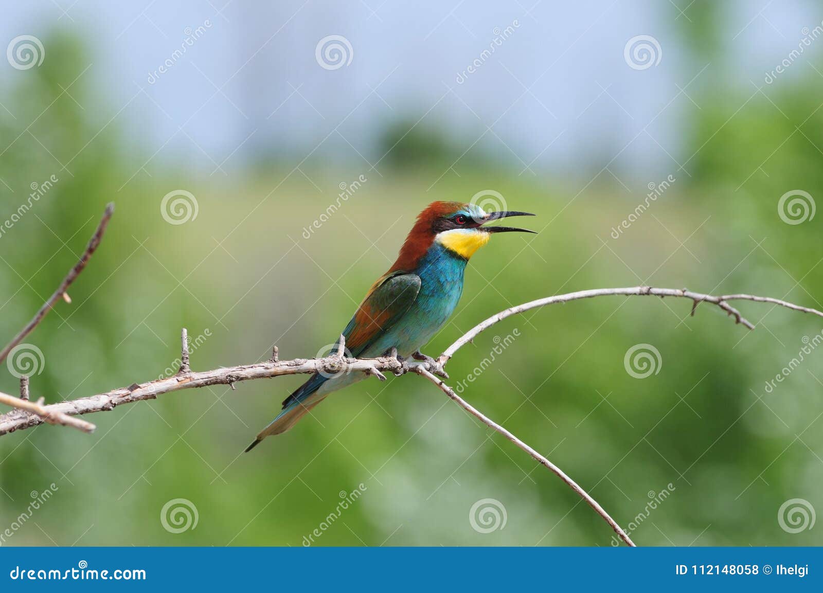 European Bee-eater with Ruffled Feathers on the Nape Opened Its Beak ...