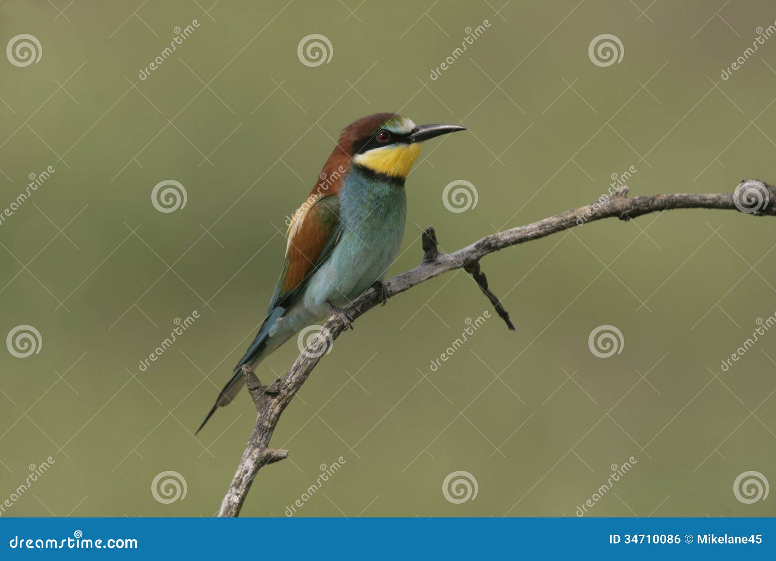 European Bee-eater, Merops Apiaster Stock Photo - Image of merops ...