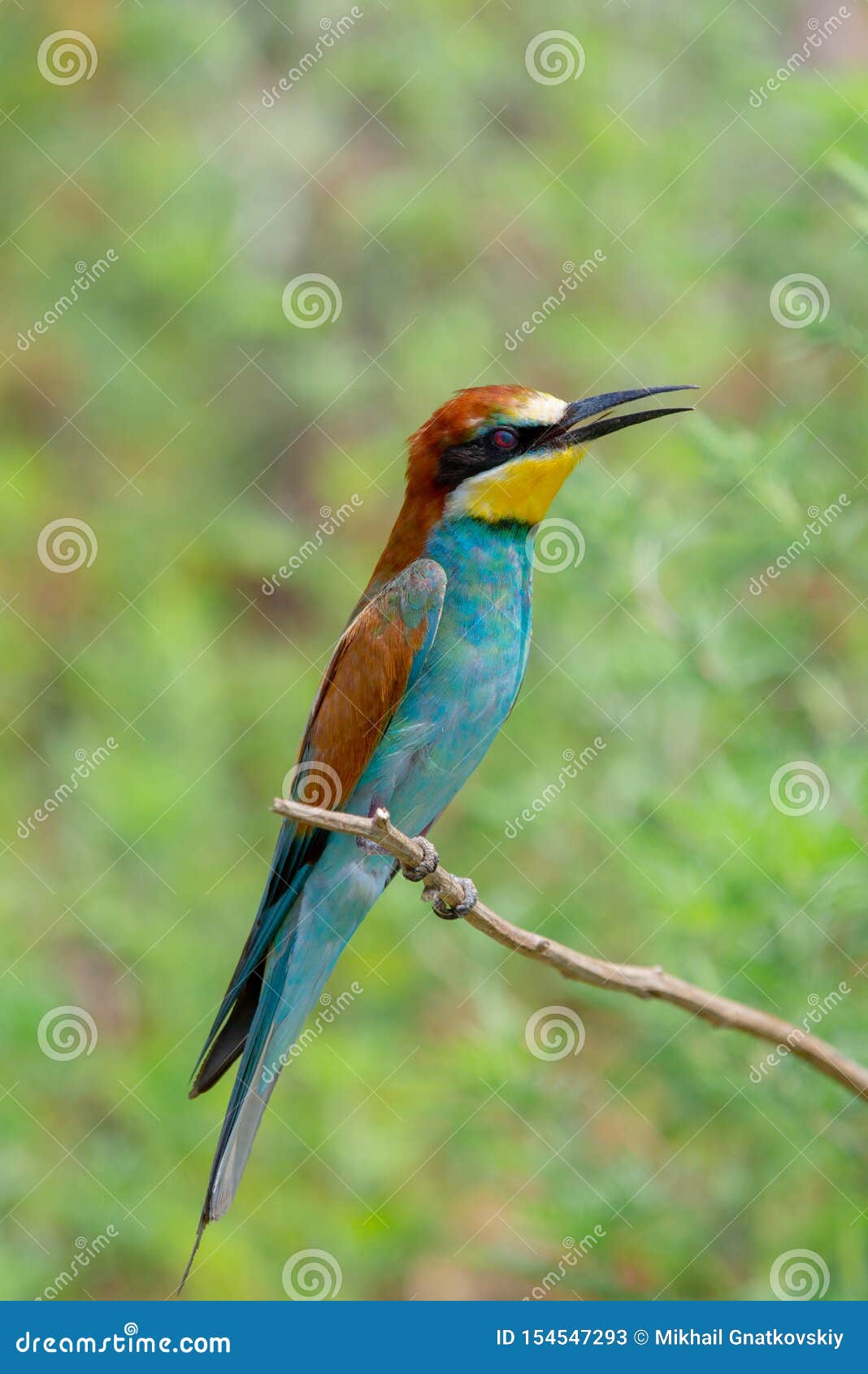 European Bee-eater or Merops Apiaster is Sitting on a Twig Stock Image ...